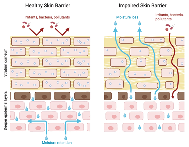 Why the Skin Barrier Ages and How to Strengthen It | Self London